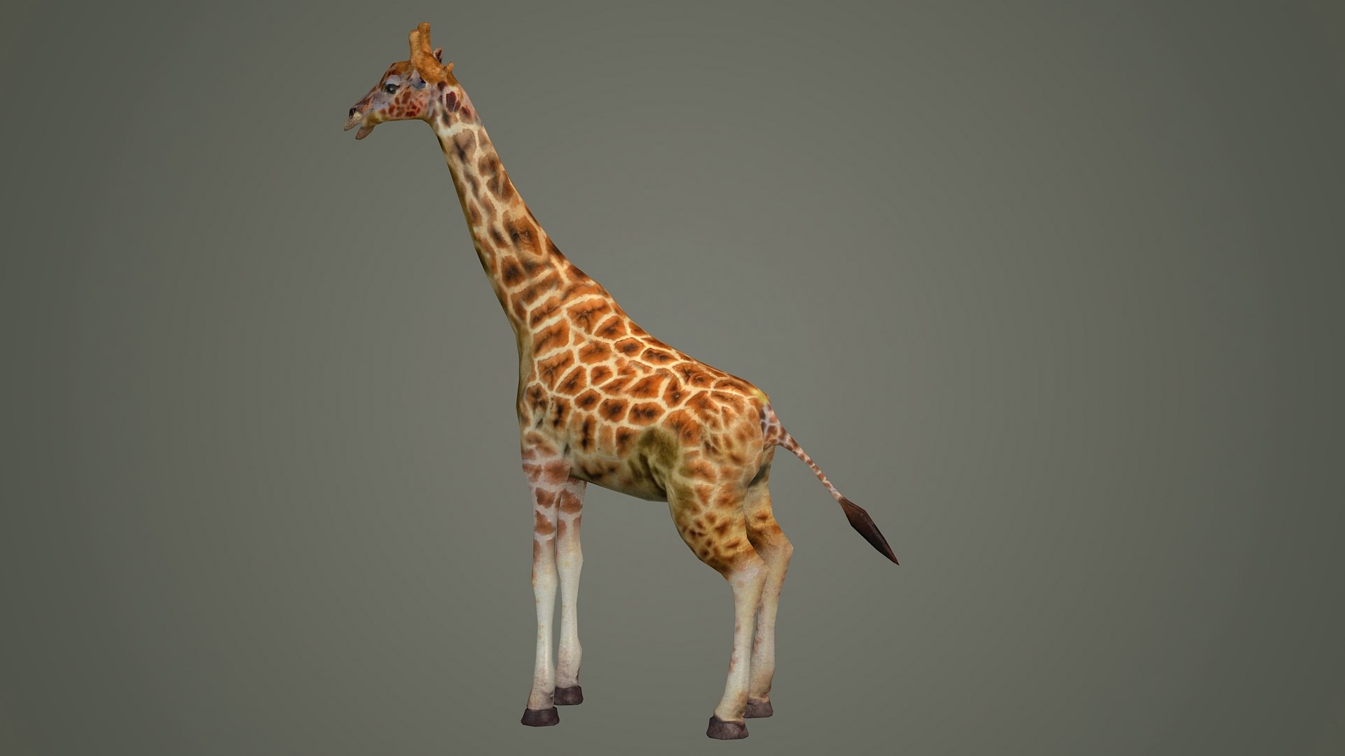 Giraffe Illustration Wildlife Anatomy Mammal Nature Zoo Animals 3D ...