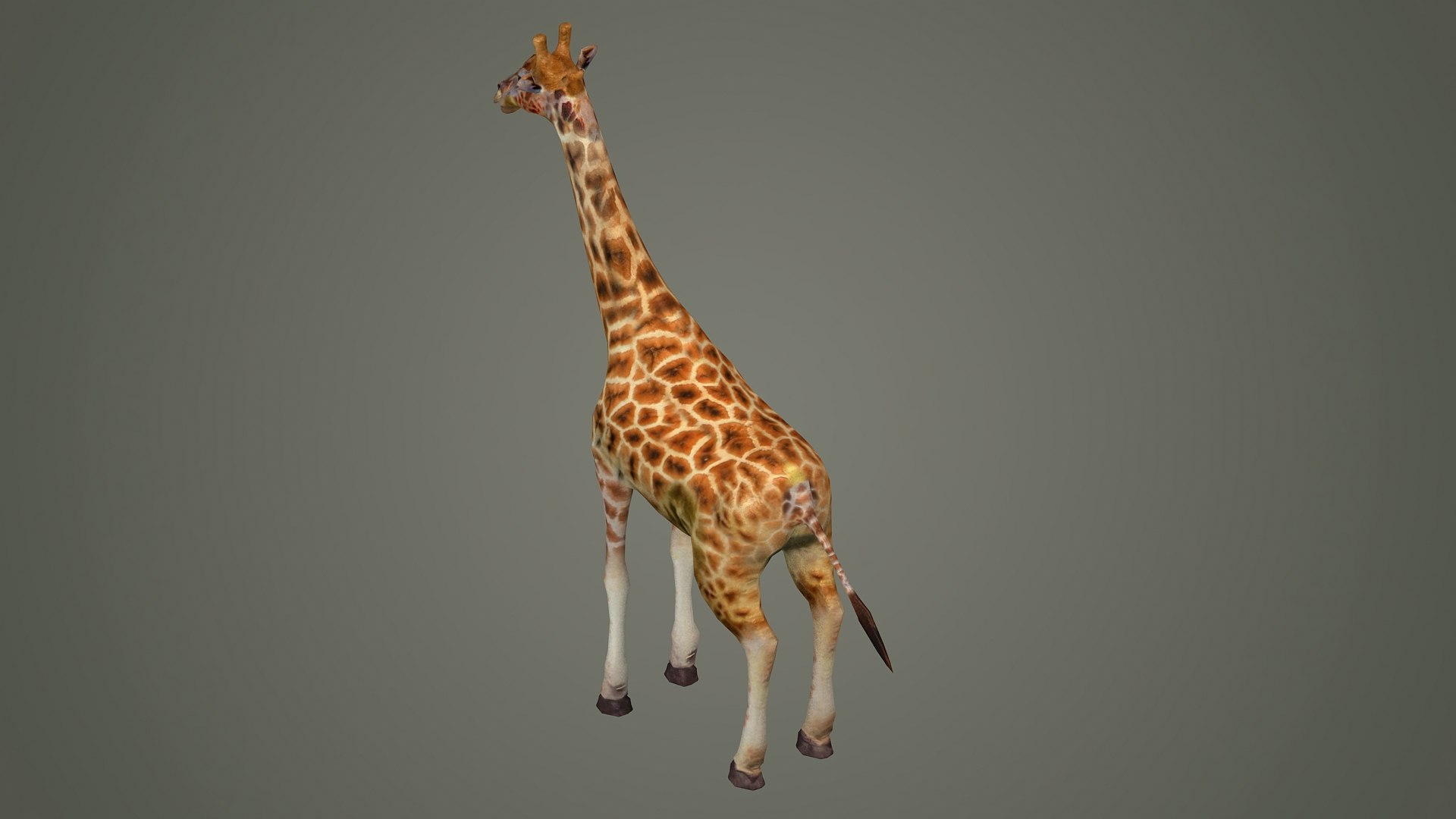 Giraffe Illustration Wildlife Anatomy Mammal Nature Zoo Animals 3D ...