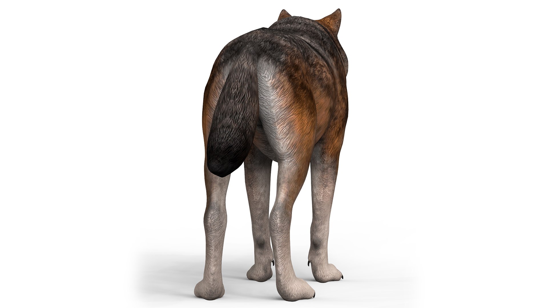 3D Wolf With PBR Textures - TurboSquid 1848914