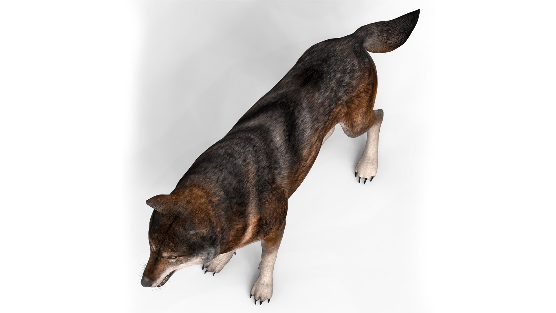 3D Wolf With PBR Textures - TurboSquid 1848914