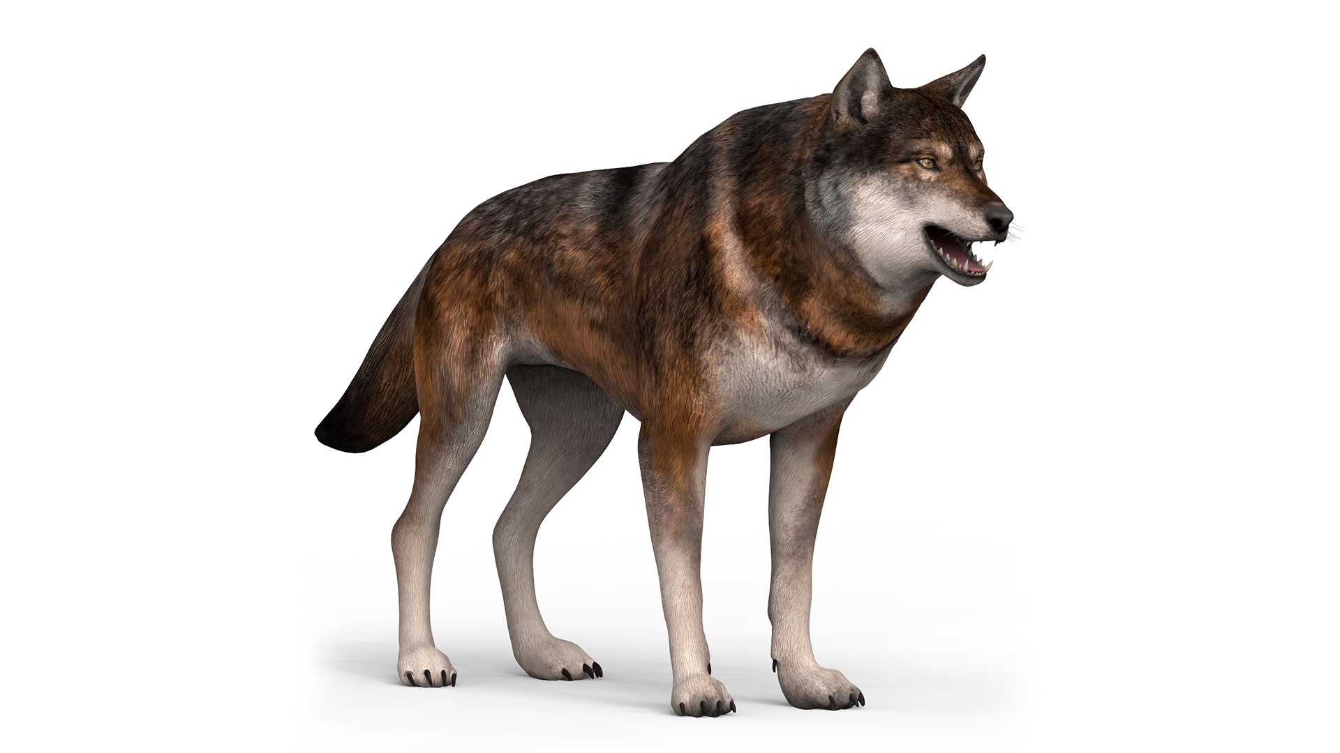 3D Wolf With PBR Textures - TurboSquid 1848914