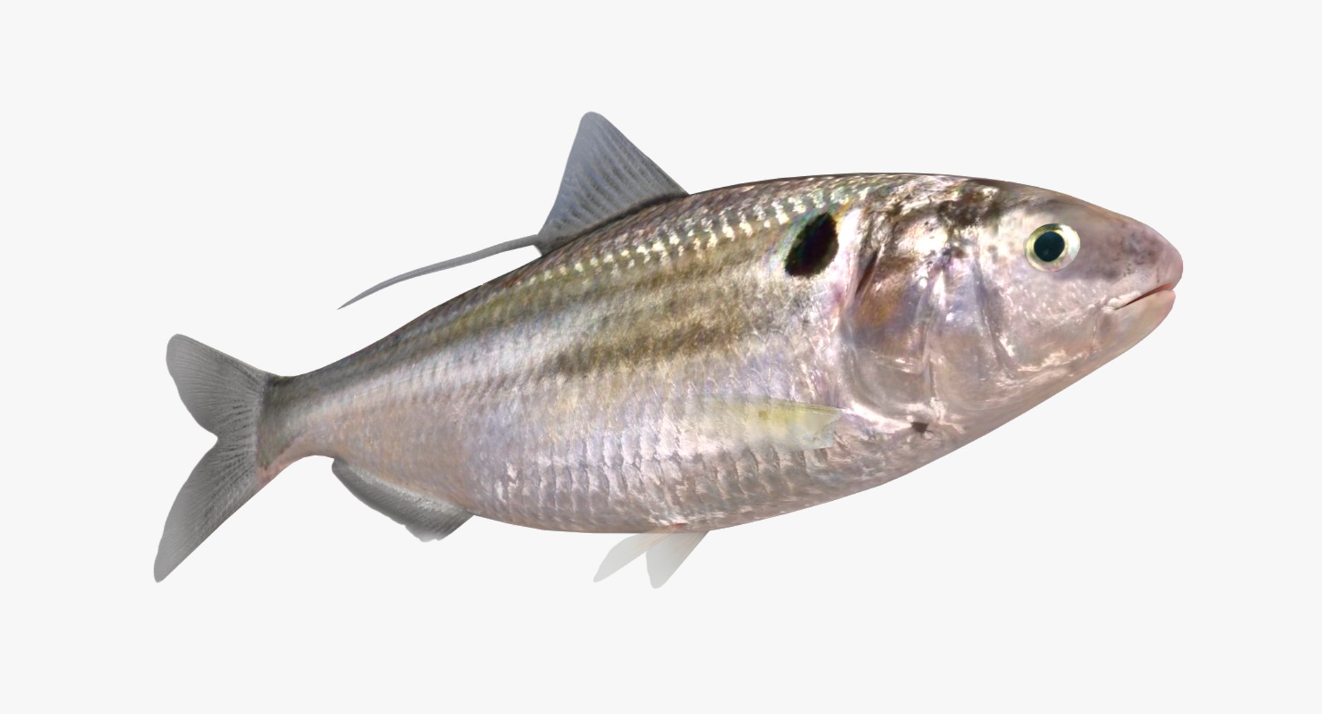 Gizzard Shad 3D Model - TurboSquid 1292253