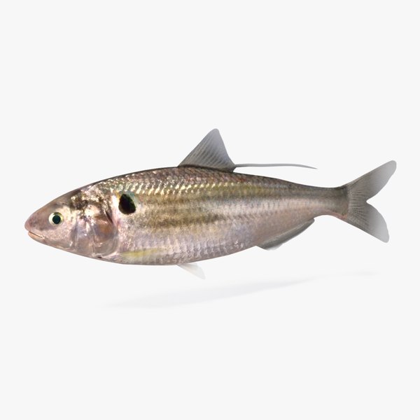 modelo 3d Gizzard shad - TurboSquid 1292253