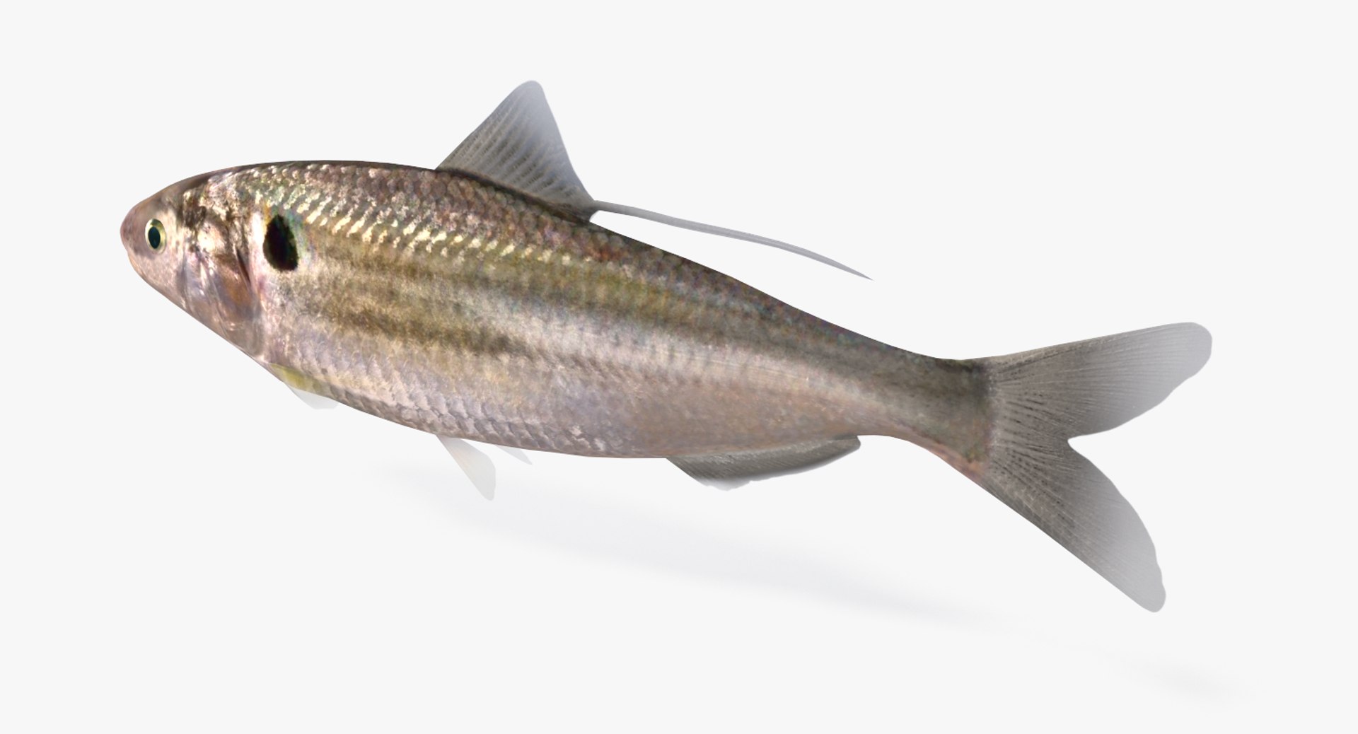 Gizzard Shad 3D Model - TurboSquid 1292253