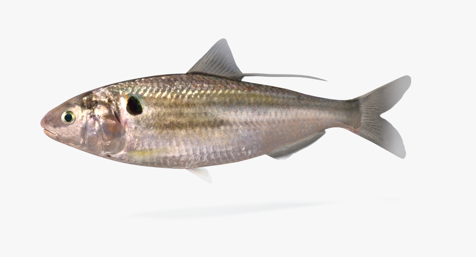 Gizzard Shad 3D Model - TurboSquid 1292253