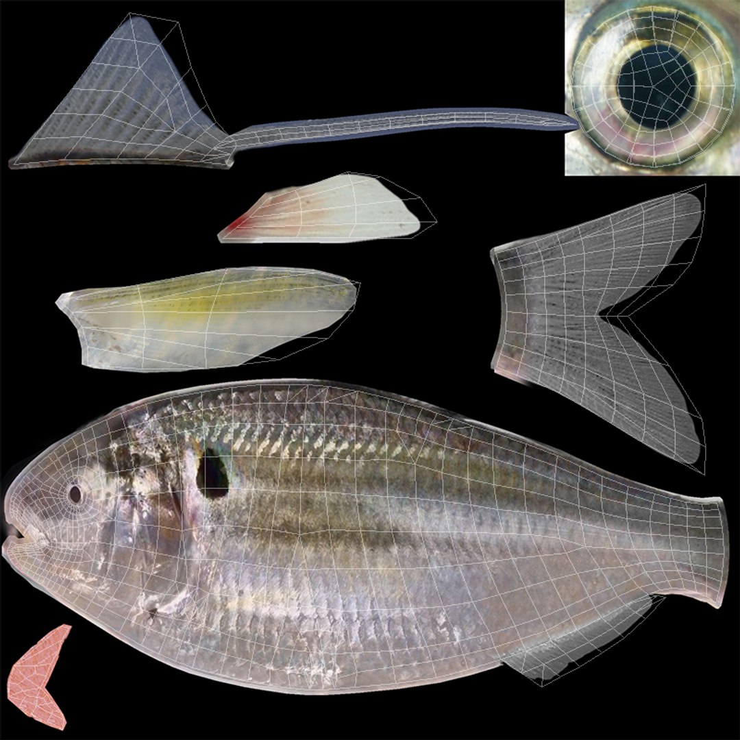 Gizzard Shad 3D Model - TurboSquid 1292253