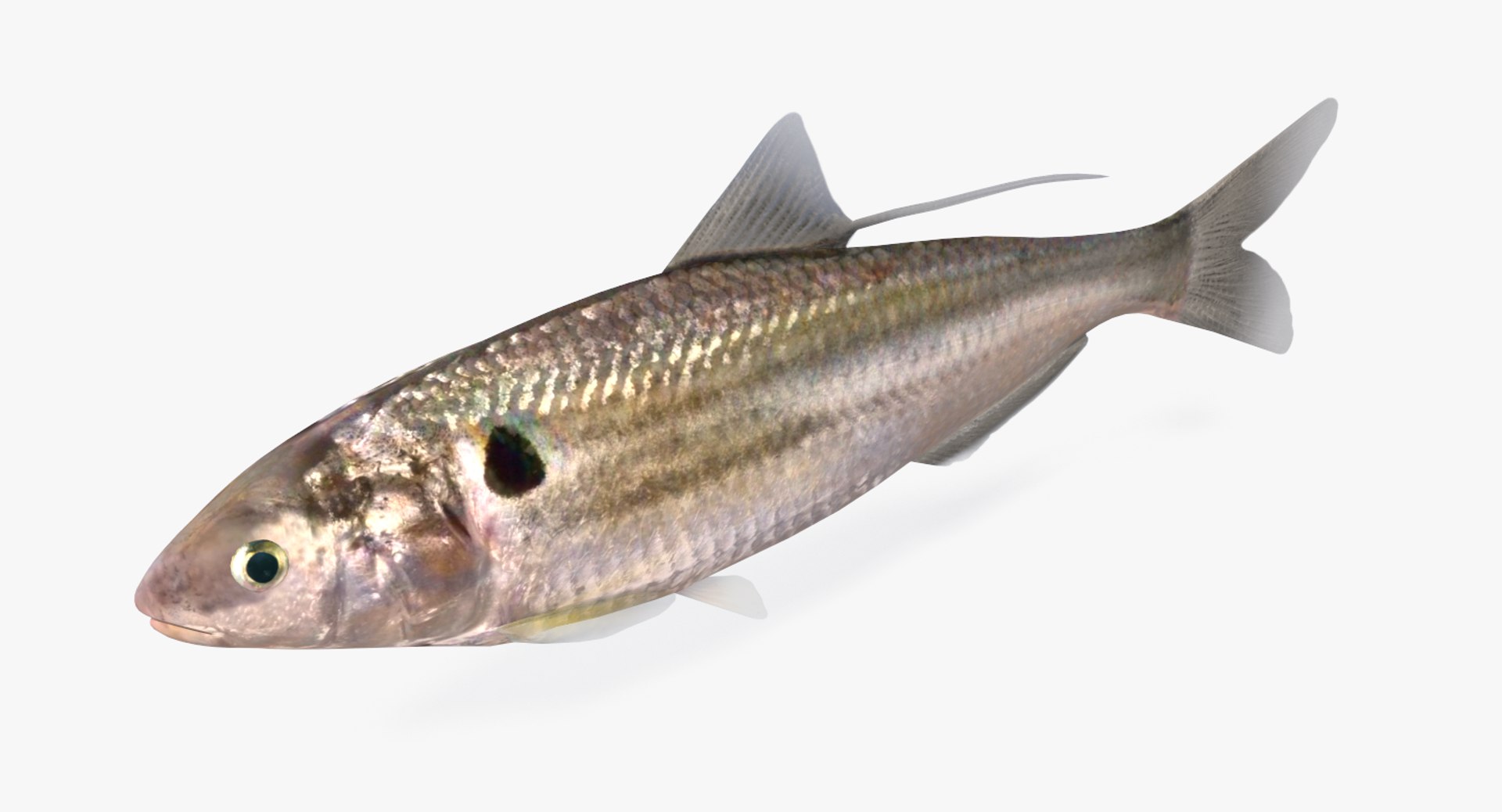 Gizzard Shad 3D Model - TurboSquid 1292253