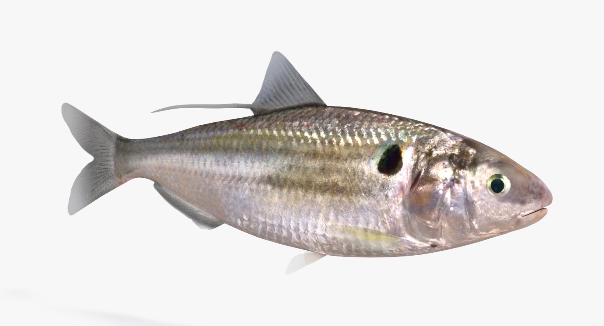 Gizzard Shad 3D Model - TurboSquid 1292253
