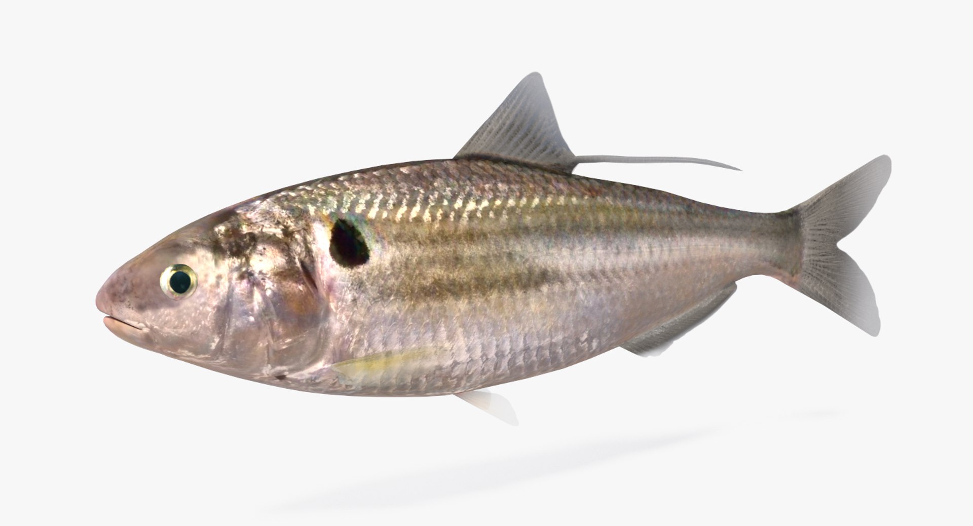 Gizzard Shad 3D Model - TurboSquid 1292253