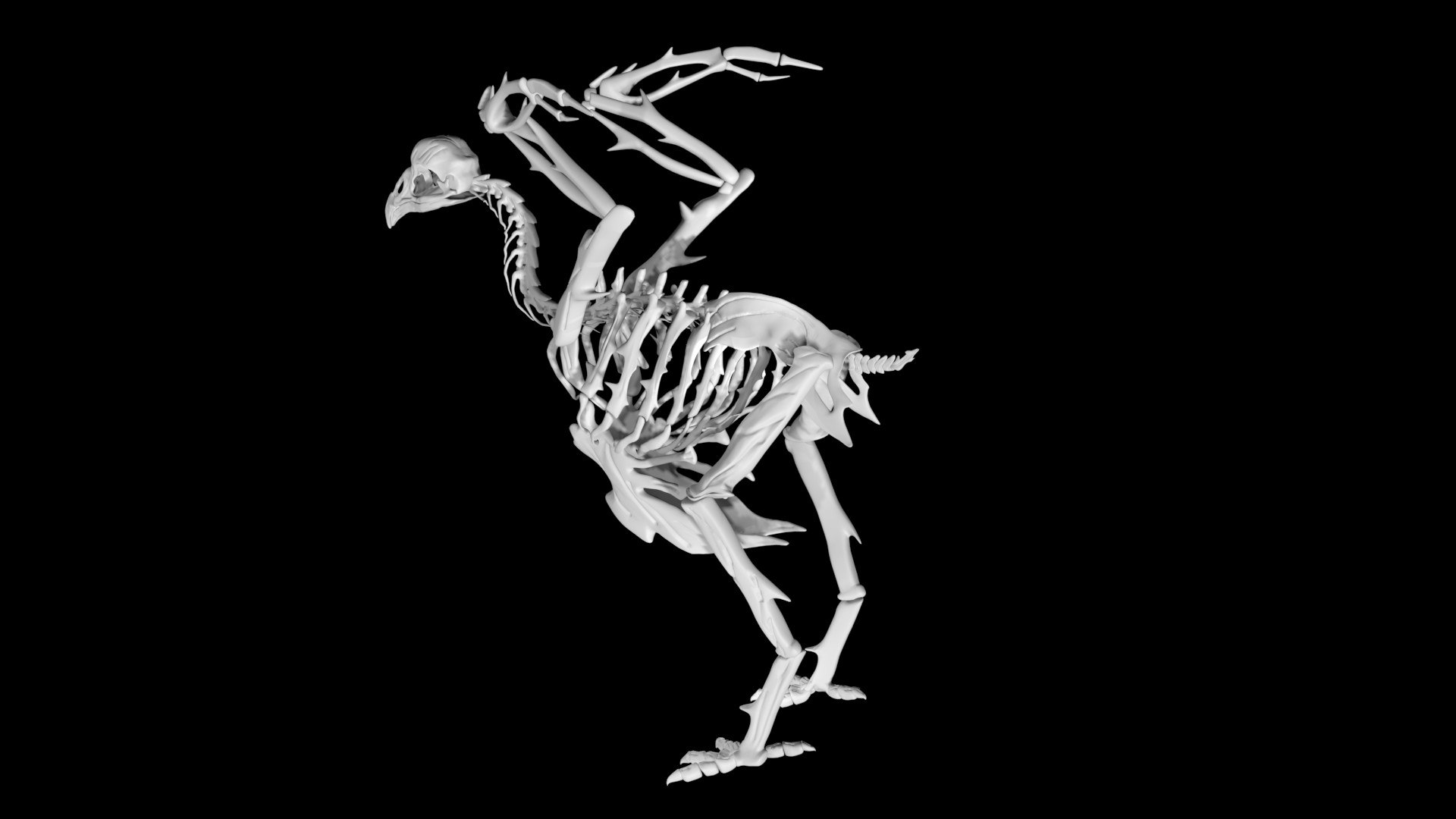 Chicken Skeleton 3D - TurboSquid 1890643
