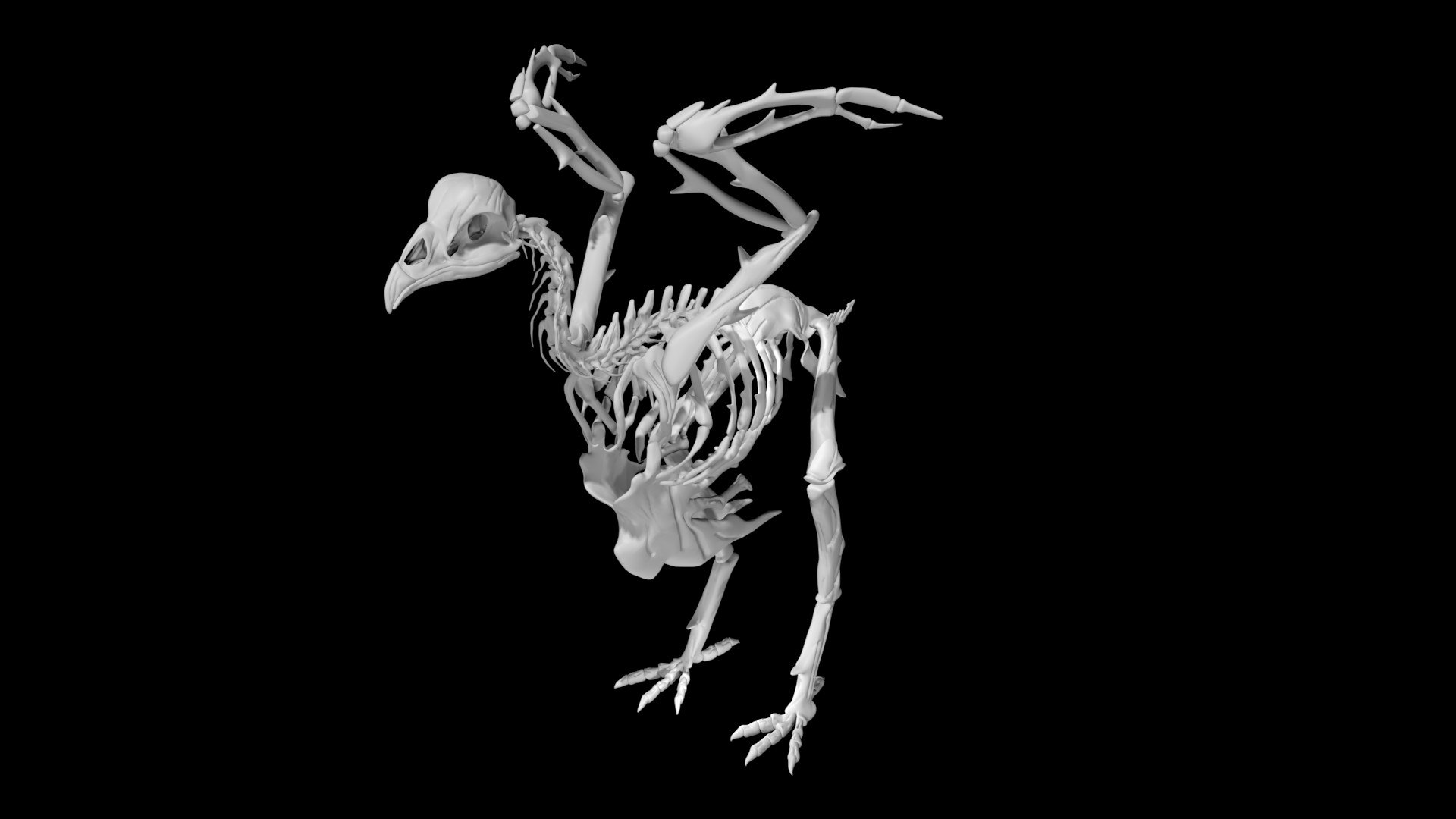 Chicken Skeleton 3D - TurboSquid 1890643