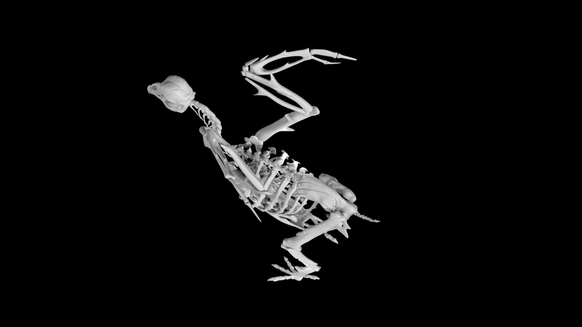 Chicken Skeleton 3D - TurboSquid 1890643