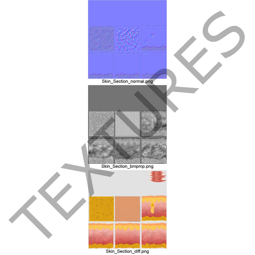 Skin Section 3d Max