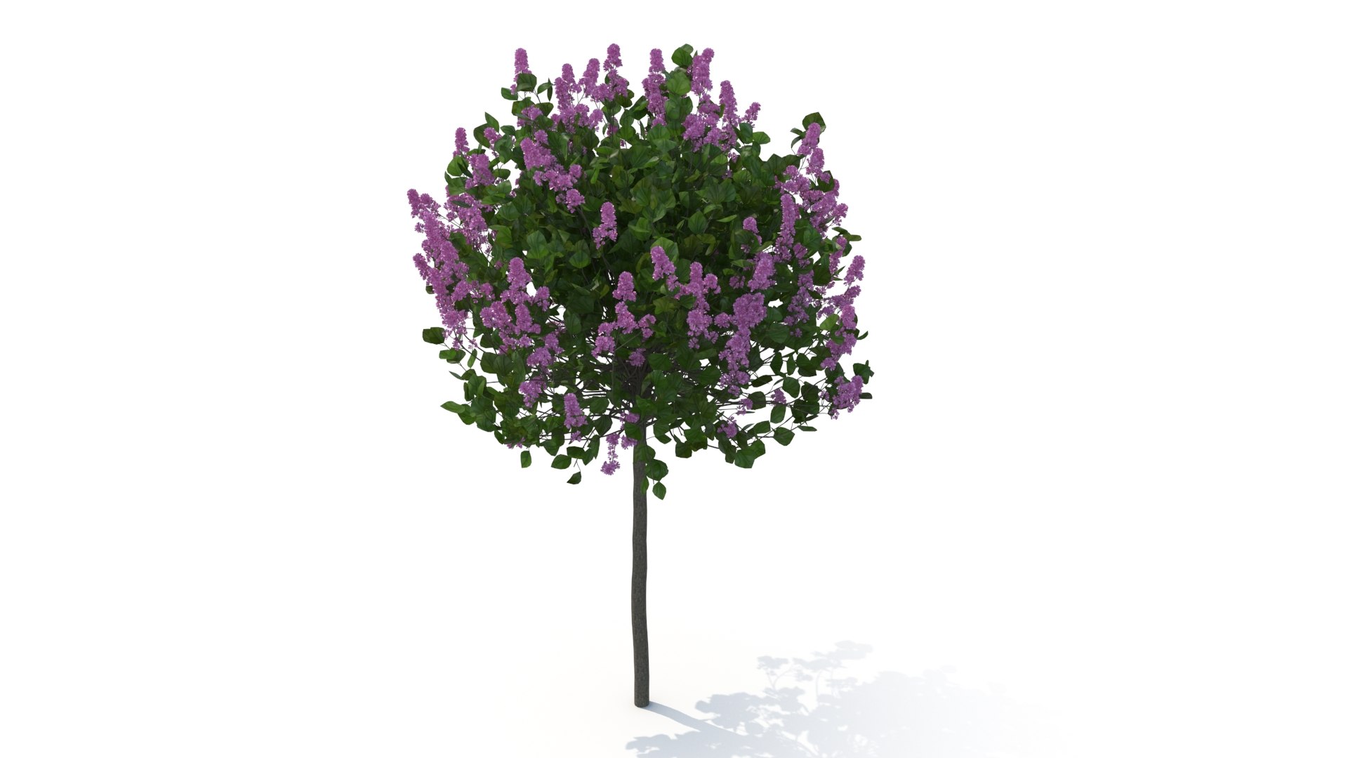 3D Korean Lilac Model - TurboSquid 1489608