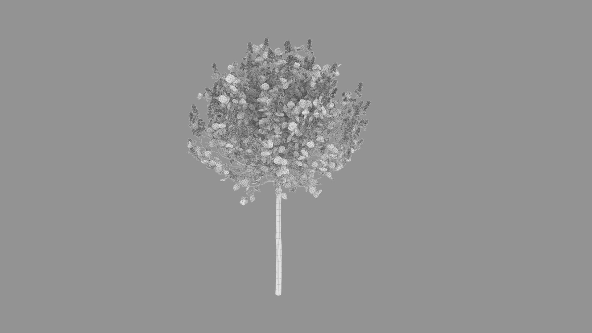 3D Korean Lilac Model - TurboSquid 1489608