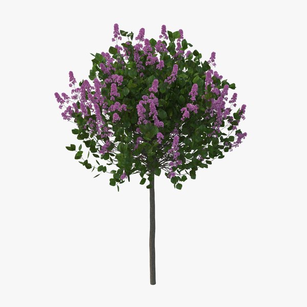 3D korean lilac model - TurboSquid 1489608