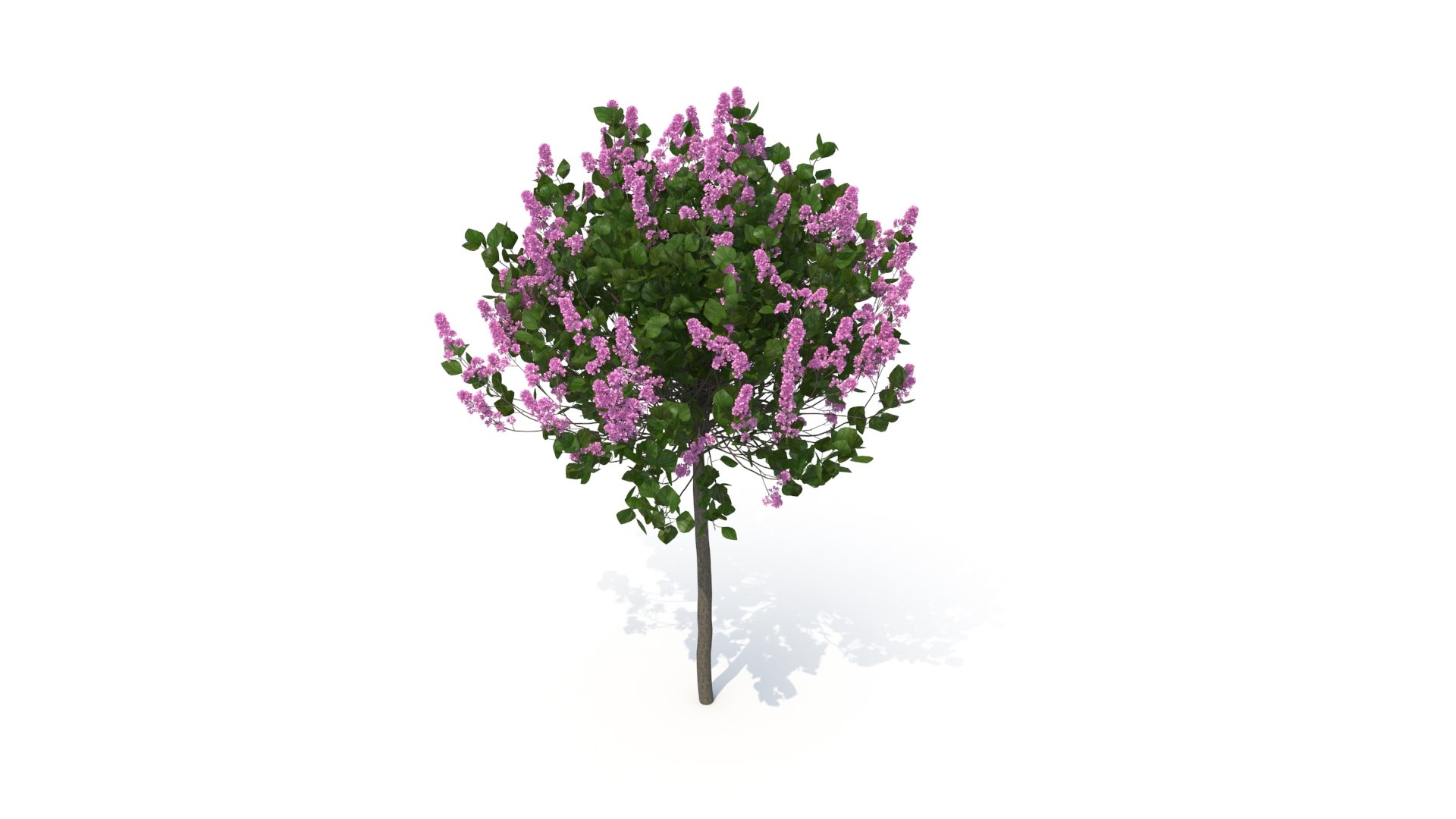 3D Korean Lilac Model - TurboSquid 1489608