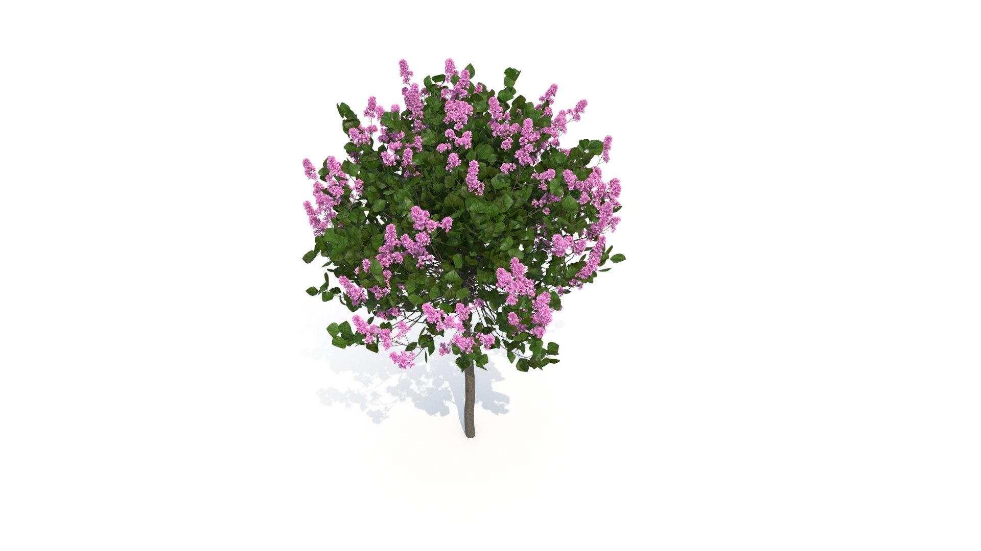 3D Korean Lilac Model - TurboSquid 1489608