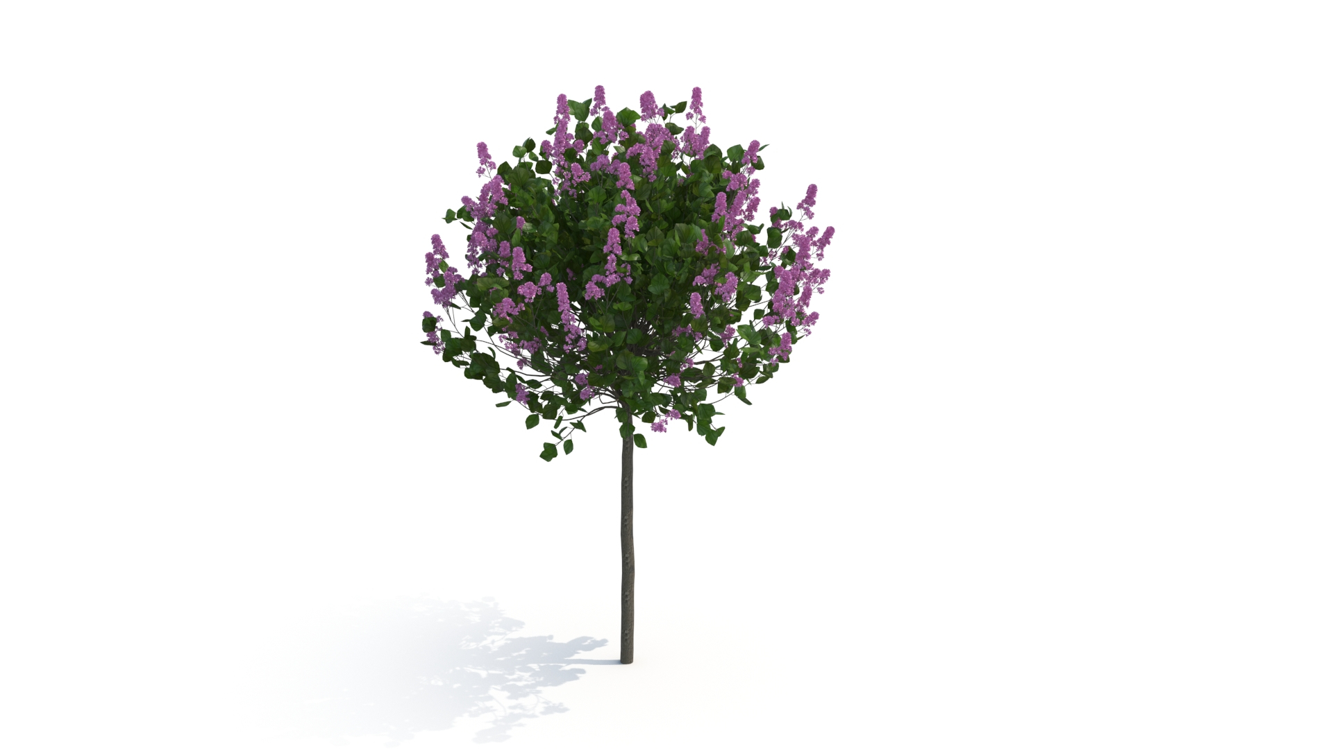 3D Korean Lilac Model - TurboSquid 1489608