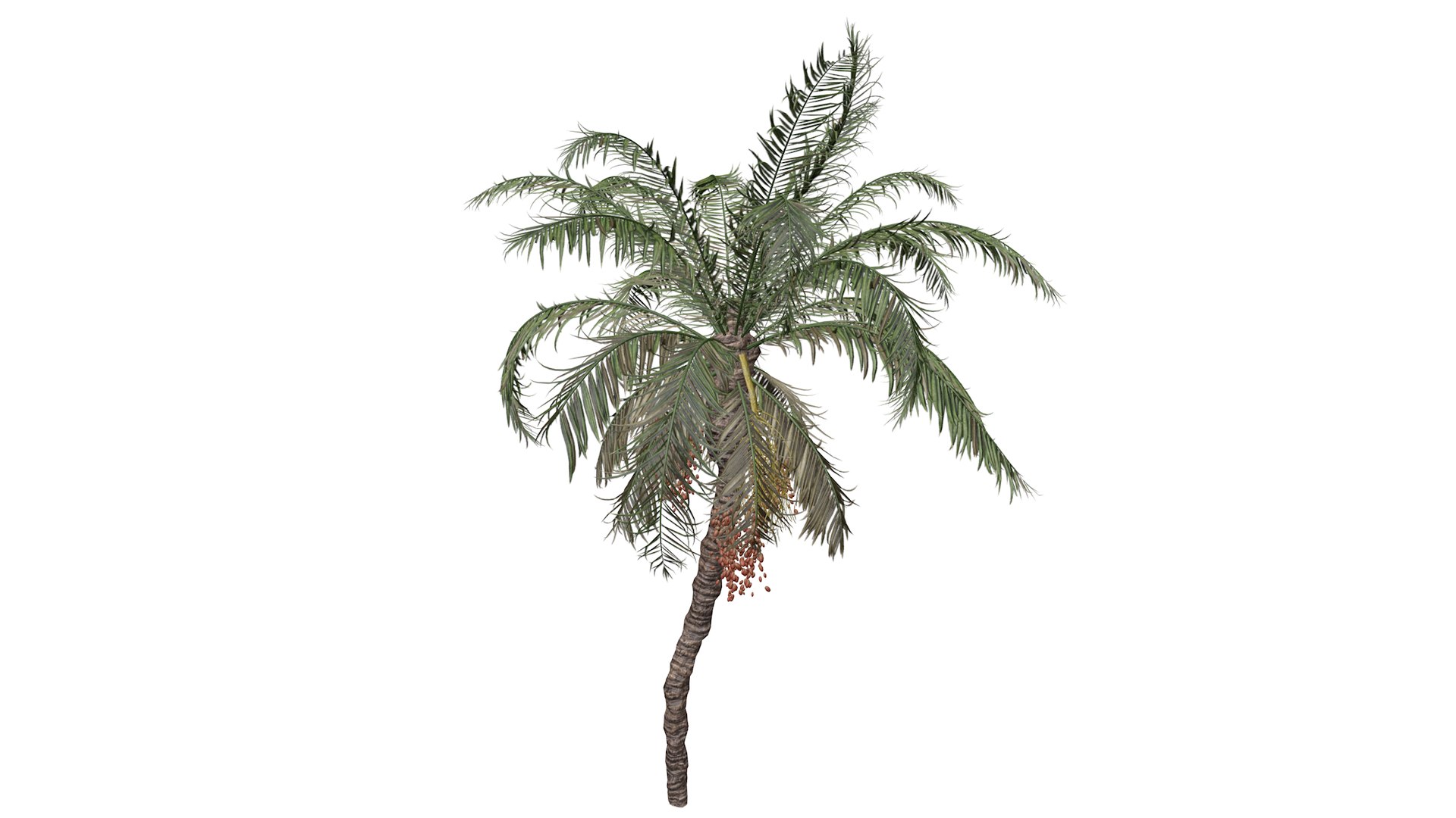 3D Date Palm Tree Collection Model - TurboSquid 2377982