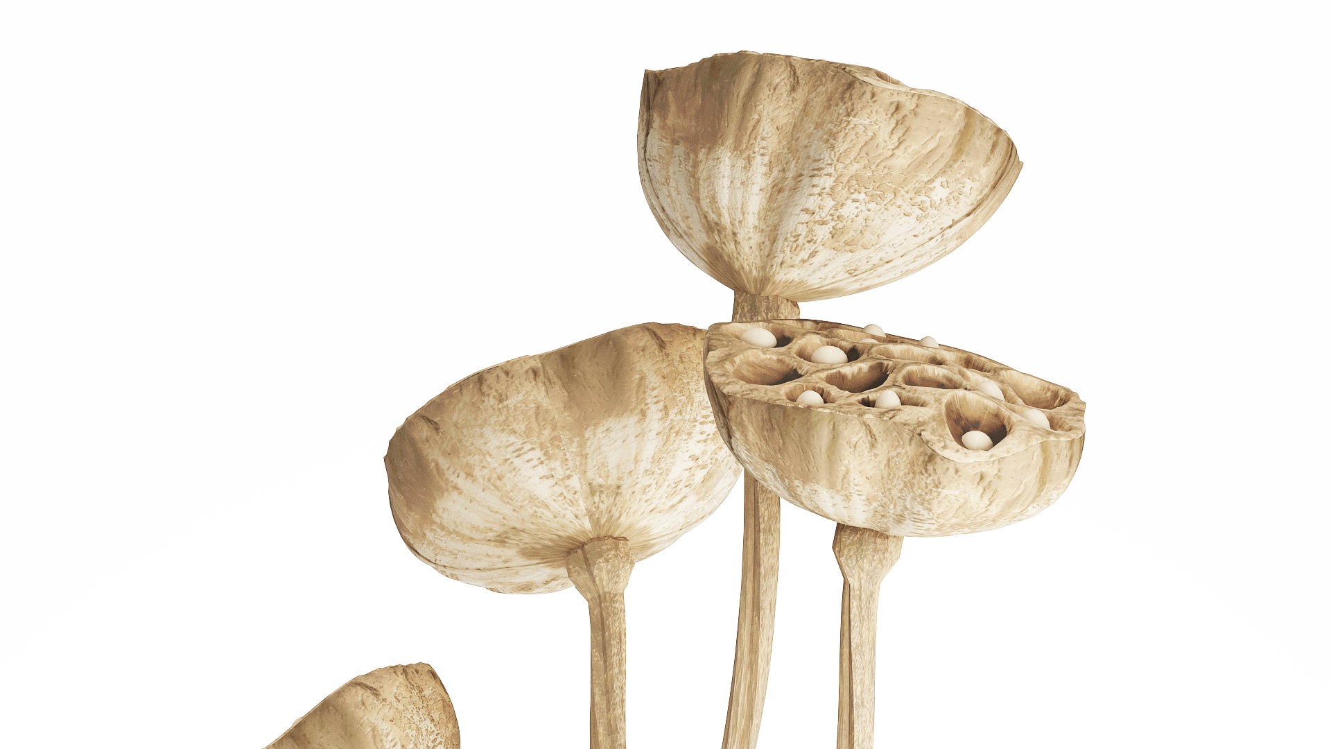 3D Flower Bouquet Of Dried Flowers Lotus Branches 522 - TurboSquid 2382429