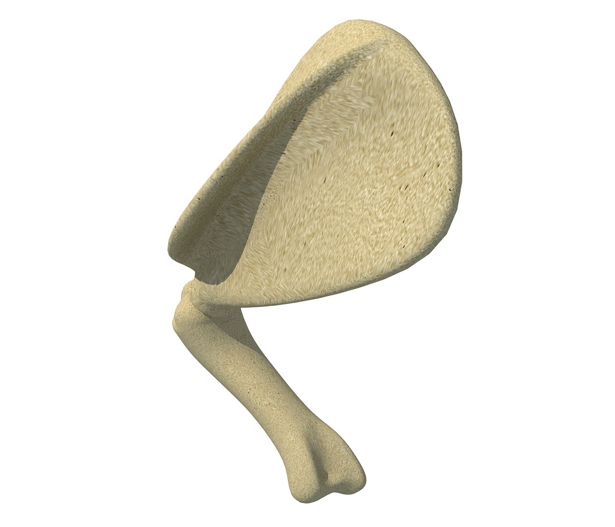 Animal Scapula Bone Model - TurboSquid 1177746