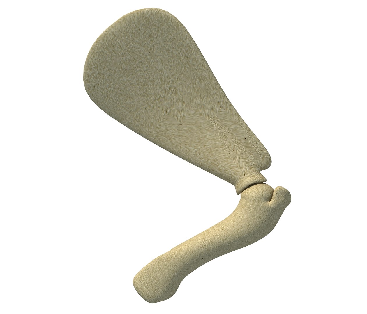 Animal Scapula Bone Model - TurboSquid 1177746