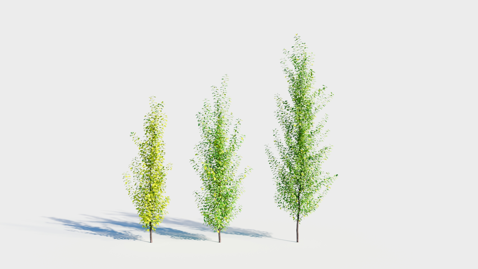 Rhamnus Frangula C 3D Model - TurboSquid 2236863