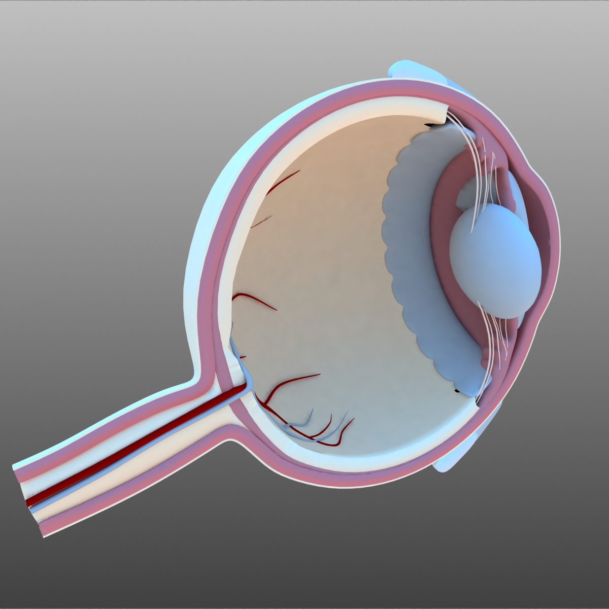 3D model eye cross section - TurboSquid 1262799