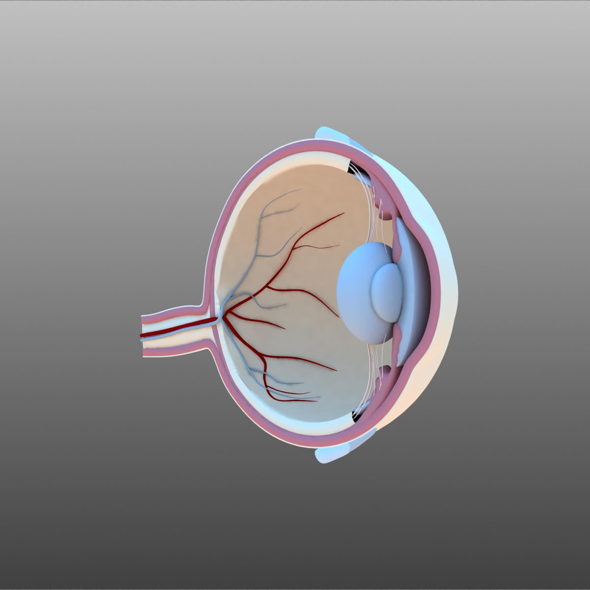 3D model eye cross section - TurboSquid 1262799
