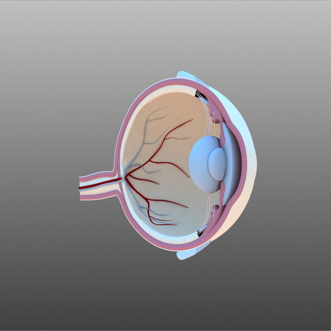 3D Model Eye Cross Section - TurboSquid 1262799
