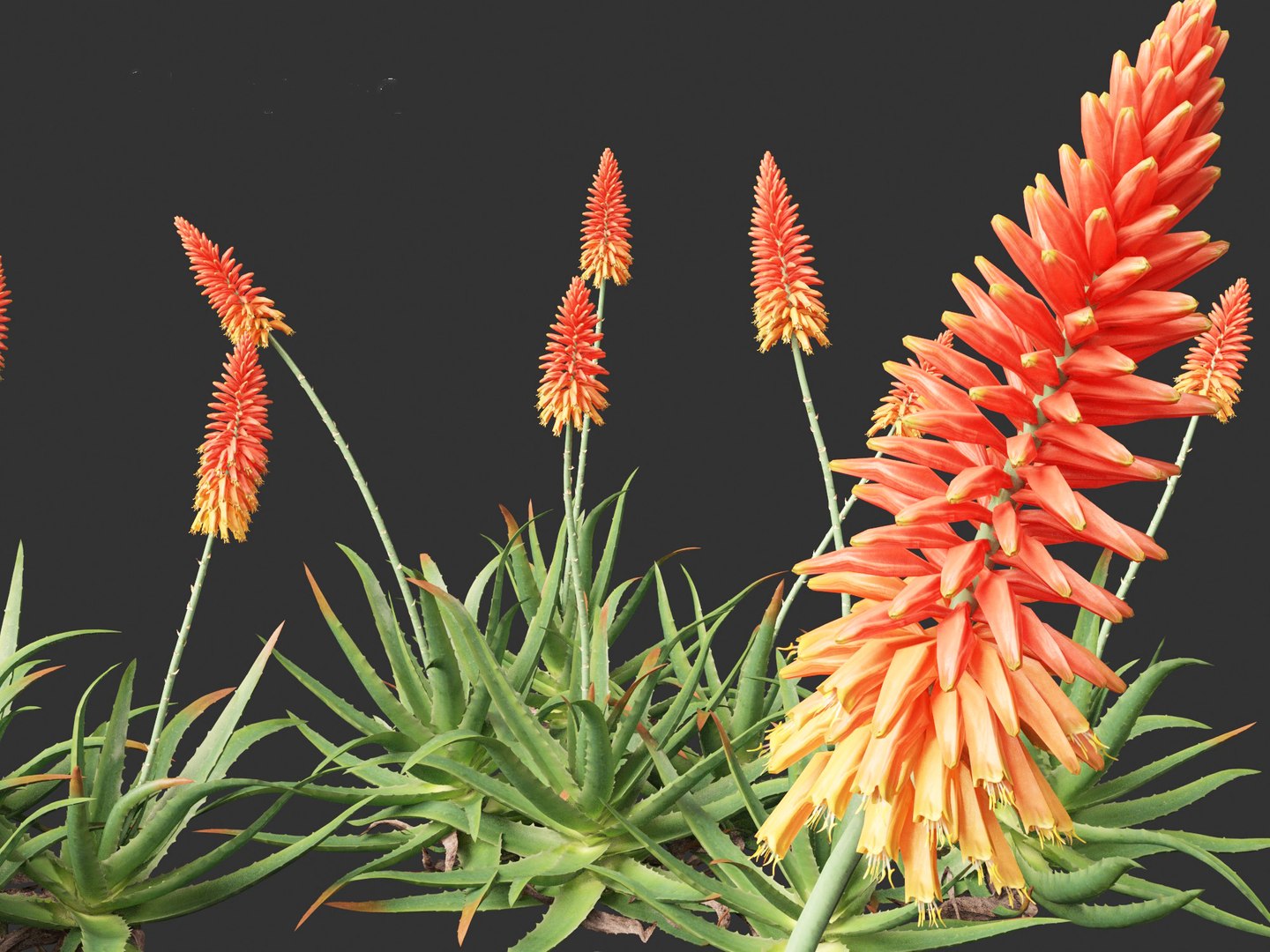Aloe Barbadensis - Aloe Vera Model - TurboSquid 2136099