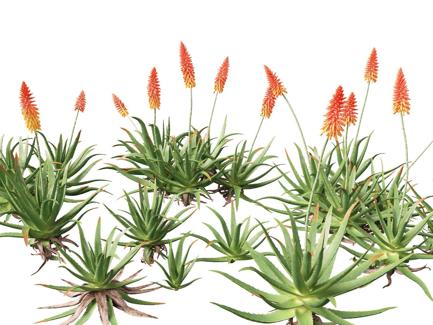 Aloe Barbadensis - Aloe Vera Model - TurboSquid 2136099