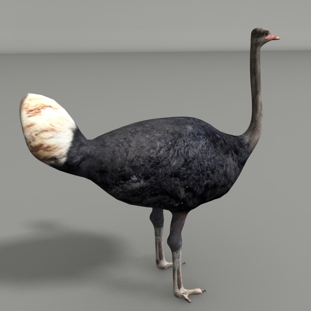 3d ostrich