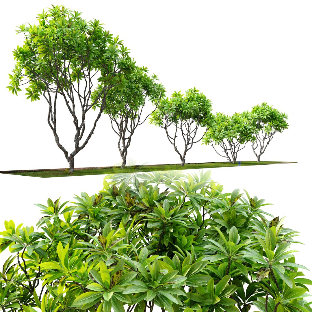 3D Frangipani Tree - TurboSquid 1939777