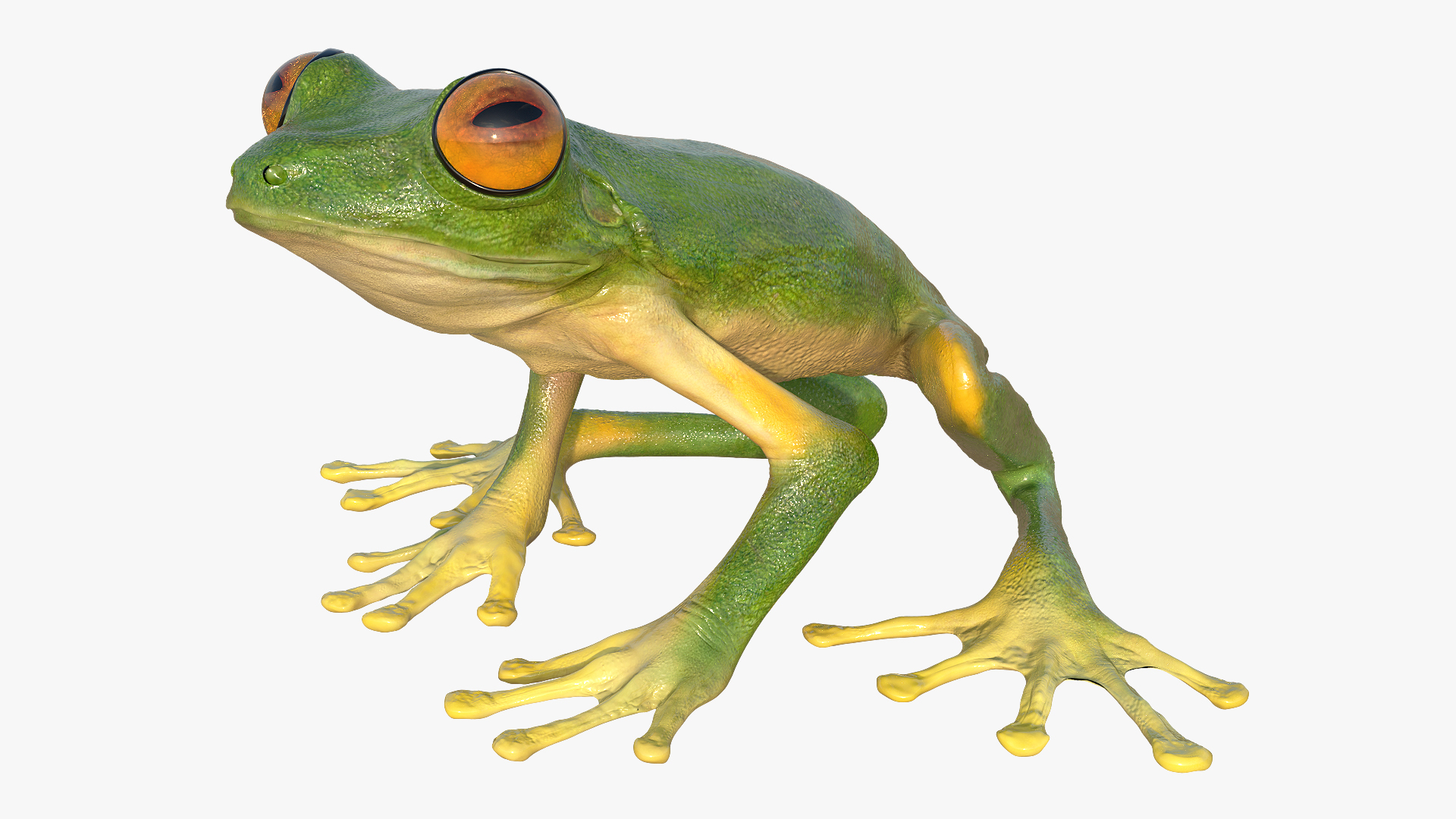 Animierter, laufender Laubfrosch (Rigged für Blender) 3D-Modell ...