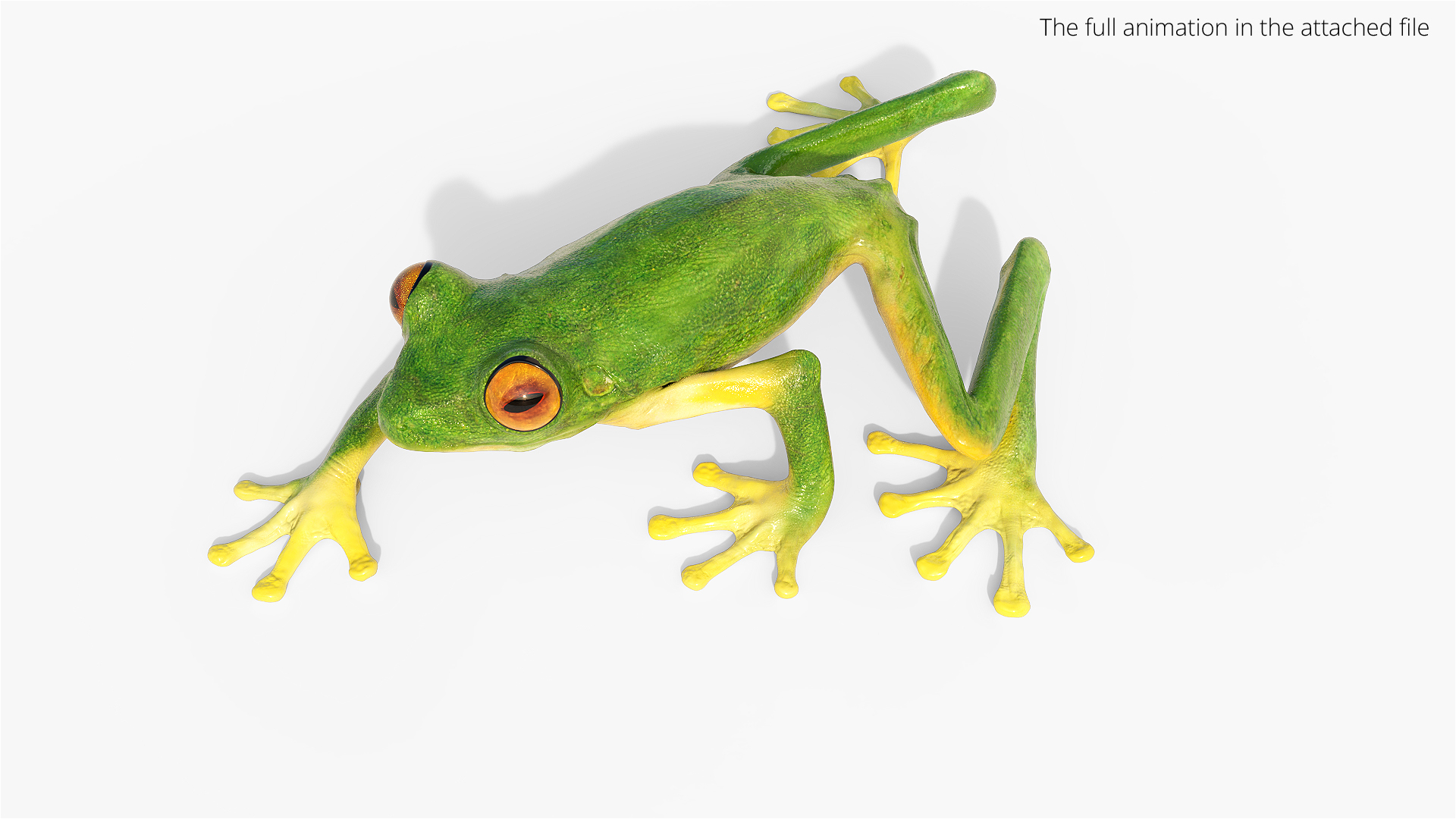 Animierter, laufender Laubfrosch (Rigged für Blender) 3D-Modell ...