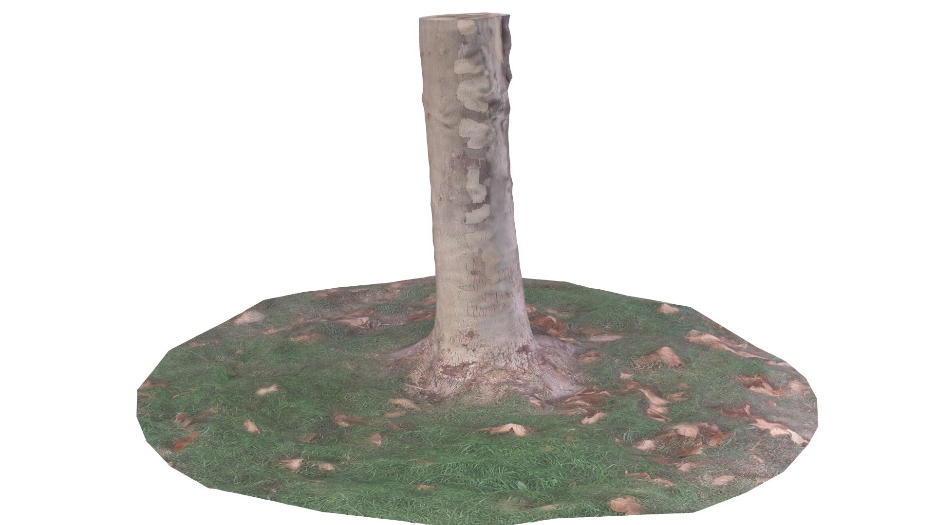 3D trunk scan - TurboSquid 1608176