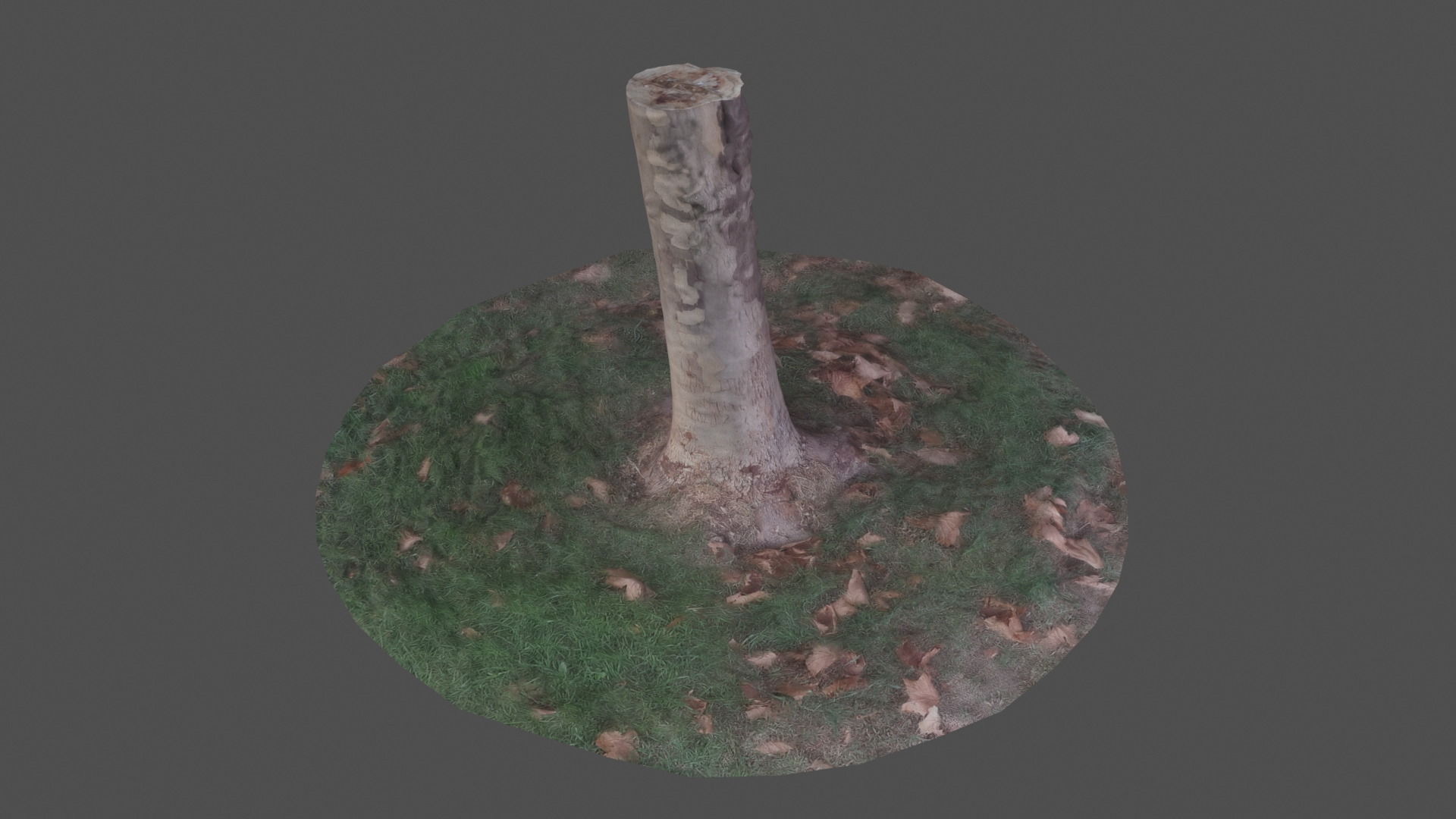 3D trunk scan - TurboSquid 1608176