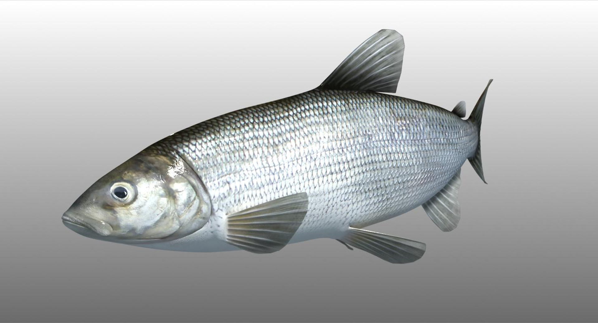 3d Model Whitefish Animation