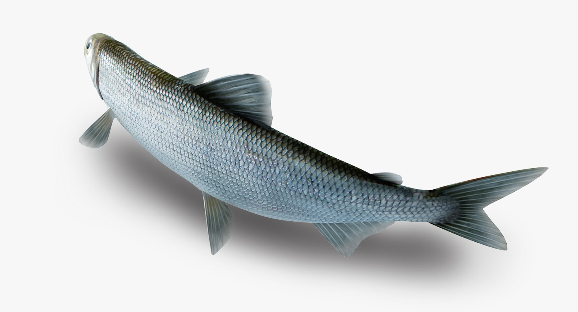 3d Model Whitefish Animation