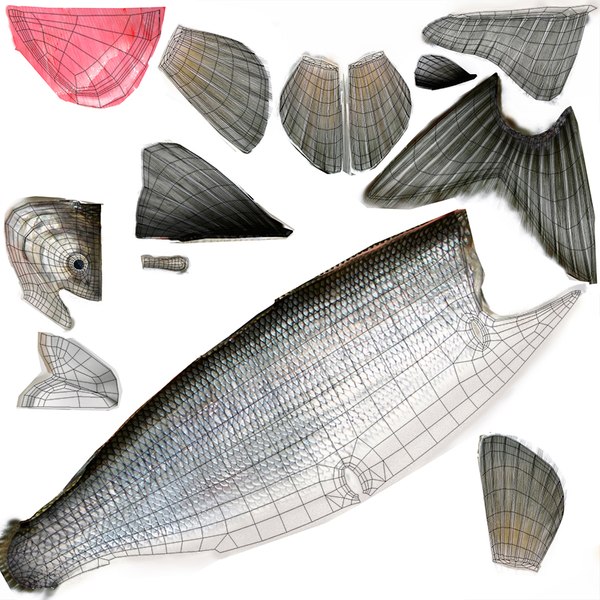 3d model whitefish animation