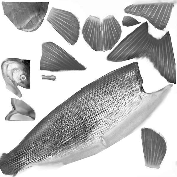3d model whitefish animation