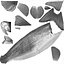 3d Model Whitefish Animation