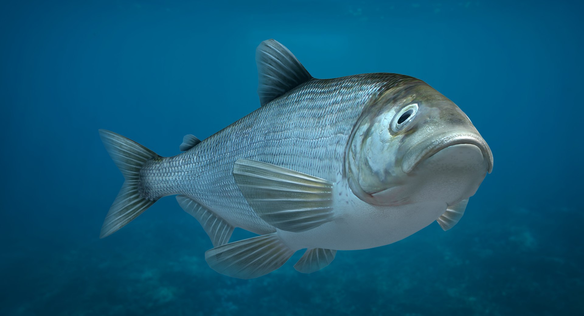 3d Model Whitefish Animation