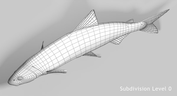3d model whitefish animation