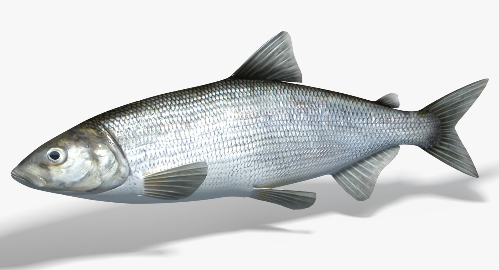 3d Model Whitefish Animation