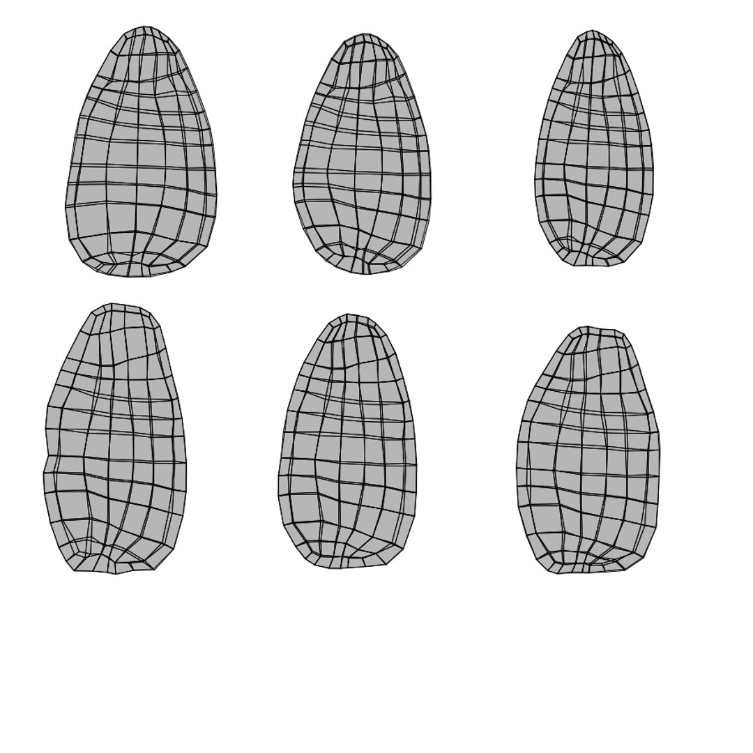 3D Sunflower seed - TurboSquid 1772205