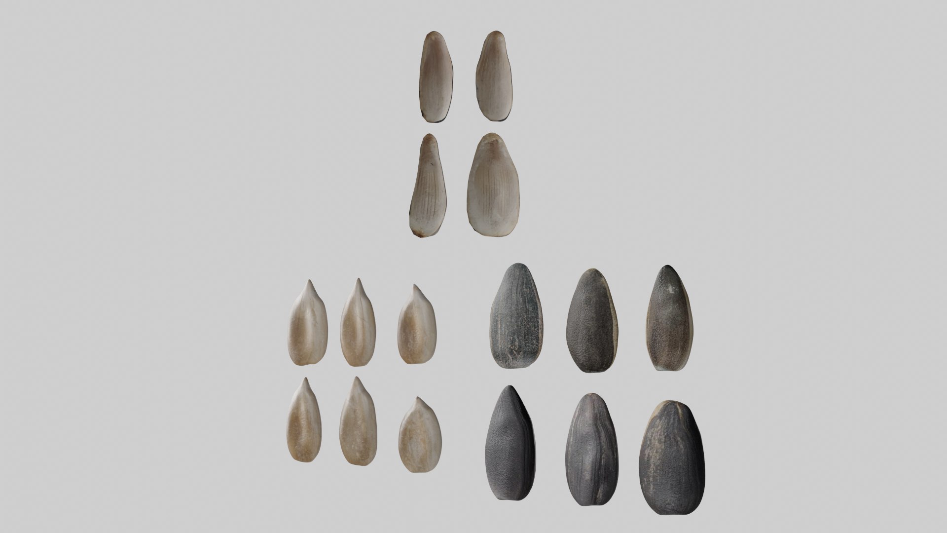 3D Sunflower seed - TurboSquid 1772205