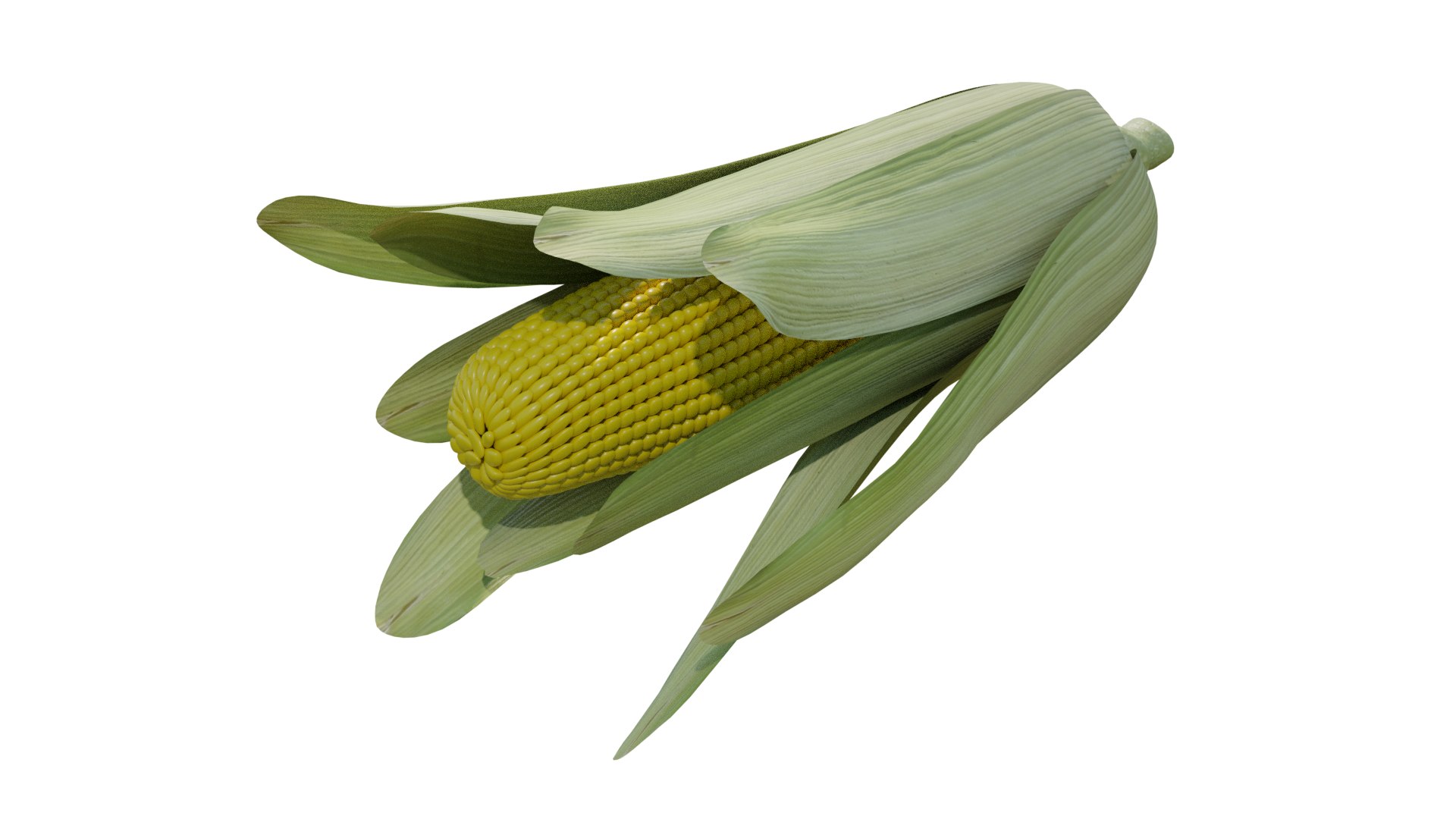 Corn 3D Model - TurboSquid 1929143